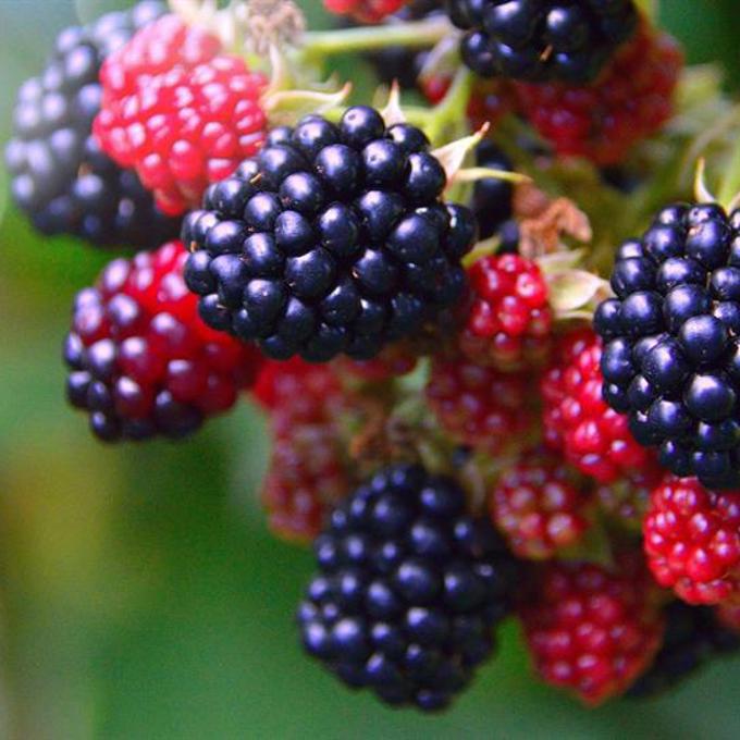Forside Planter Frugt- og bærbuske Brombærbuske Tornløs Brombær ...