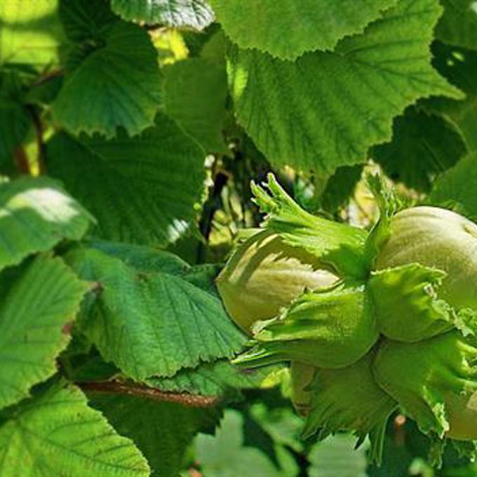 Almindelig hassel 30-50 cm