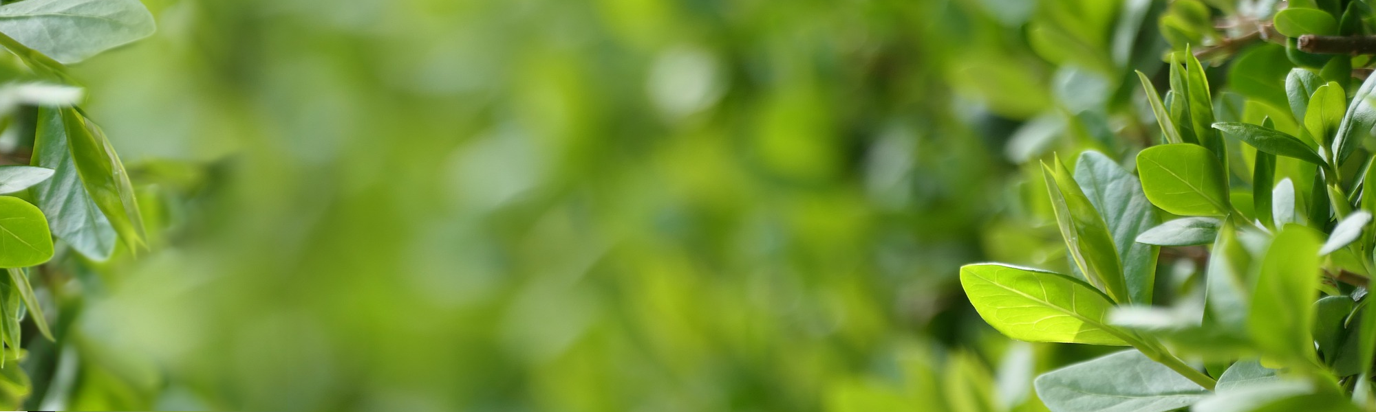 Billigblomst – Se godt efter, for priserne er små!