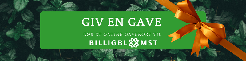 BilligBlomst – Store plantemarkeder med små priser