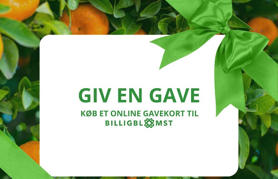 BilligBlomst – Store plantemarkeder med små priser