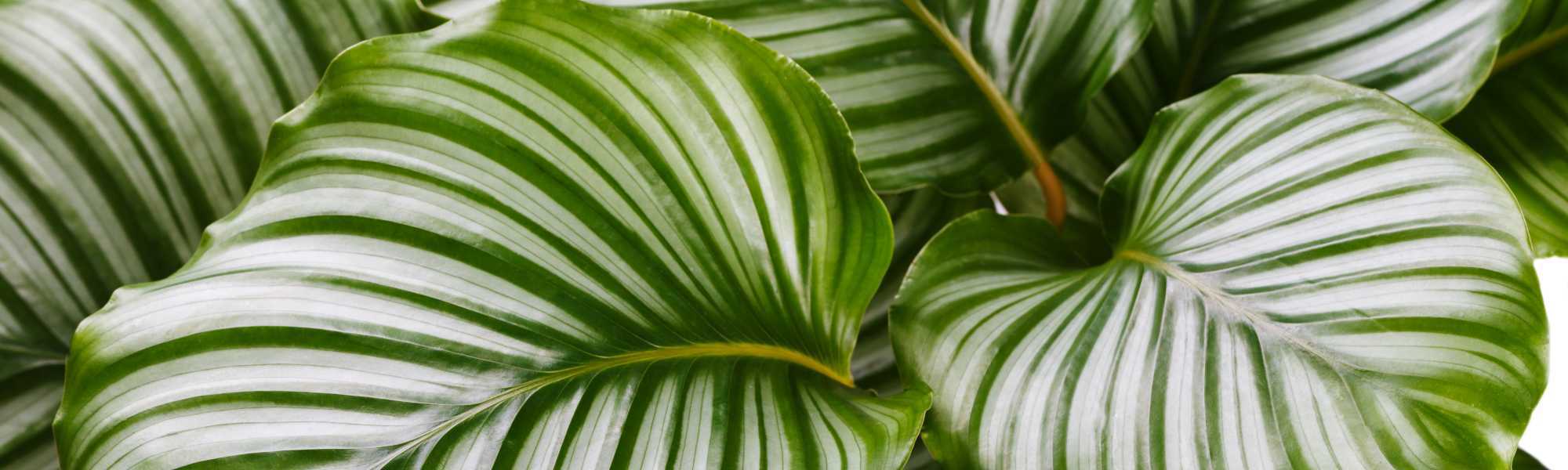 Billigblomst – Se godt efter, for priserne er små!