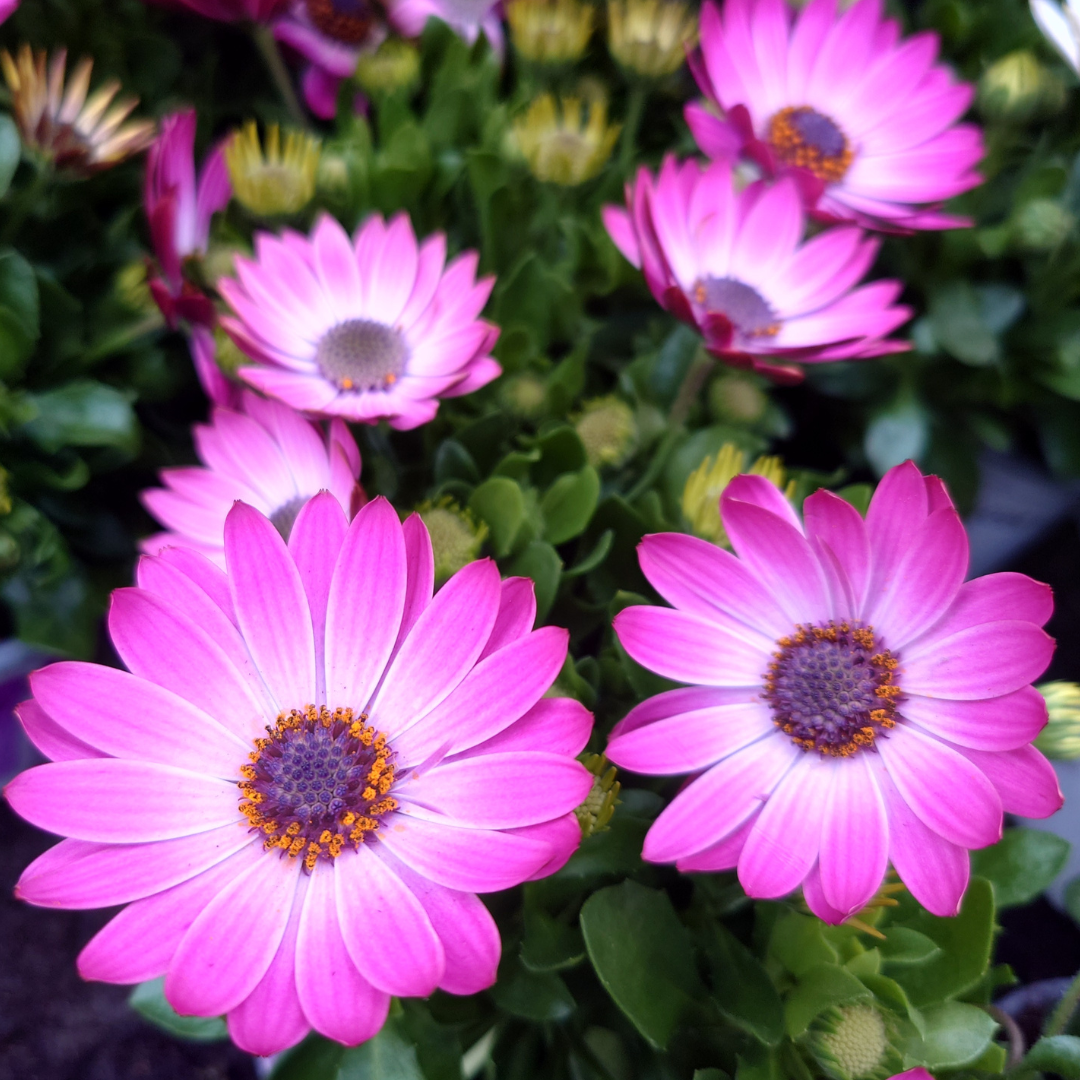 BilligBlomst – Store plantemarkeder med små priser